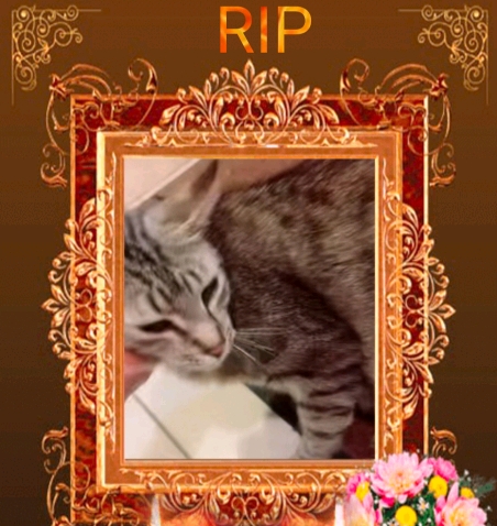 jaffna Bad boys master (@jaffnaboyscroydon) is LIVE - TikTok LIVE