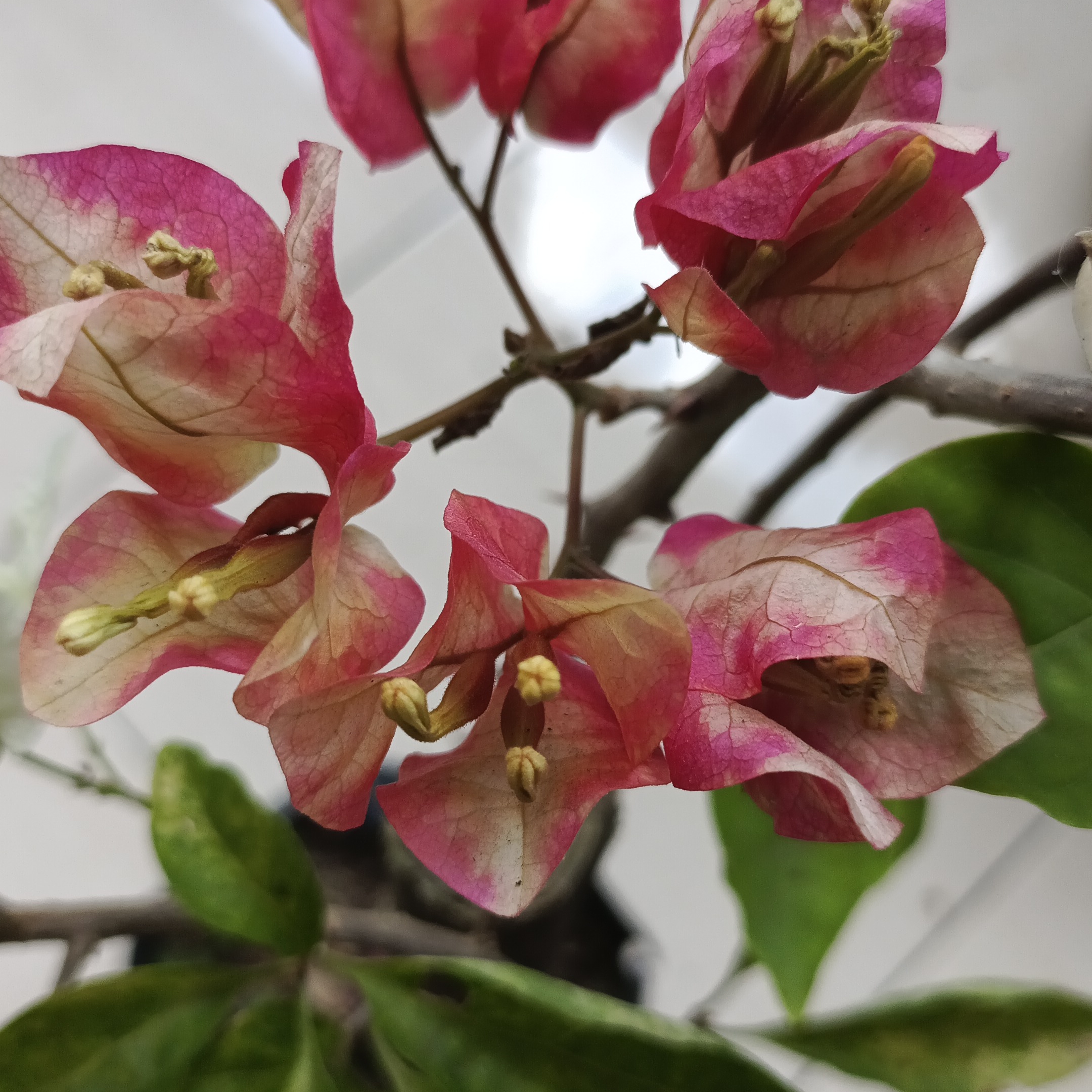 nabila hasna amira (@nabilahasnaamira20) is LIVE - TikTok LIVE