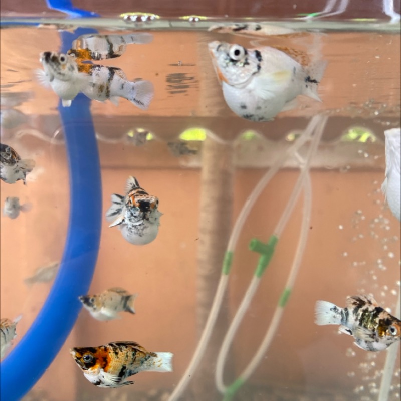 Gina Molly Fish (@249924aaa) is LIVE - TikTok LIVE