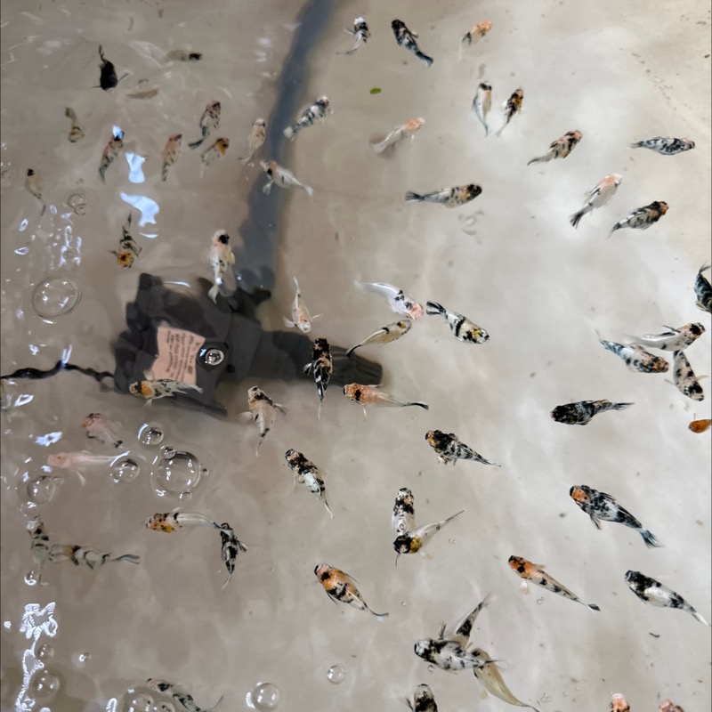 Gina Molly Fish (@249924aaa) is LIVE - TikTok LIVE