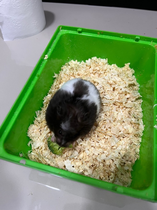 bobby🐰 (@blackman7__) is LIVE - TikTok LIVE