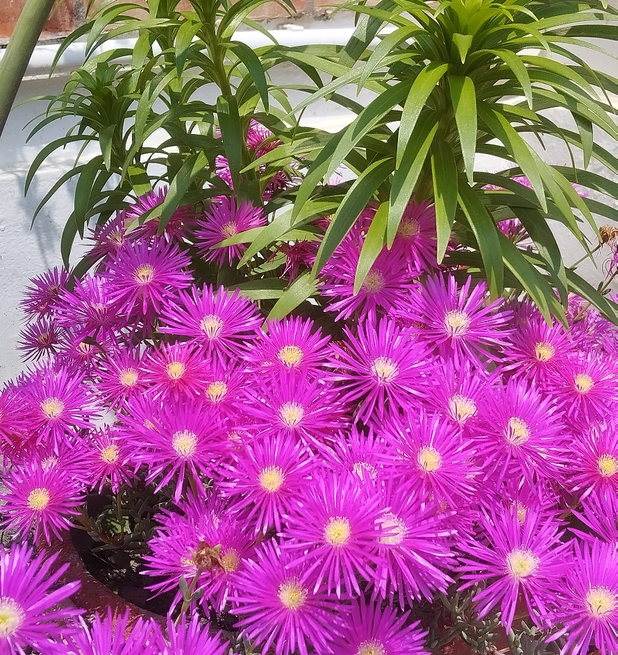 Padam Limbu (@padamlimbu019) is LIVE - TikTok LIVE