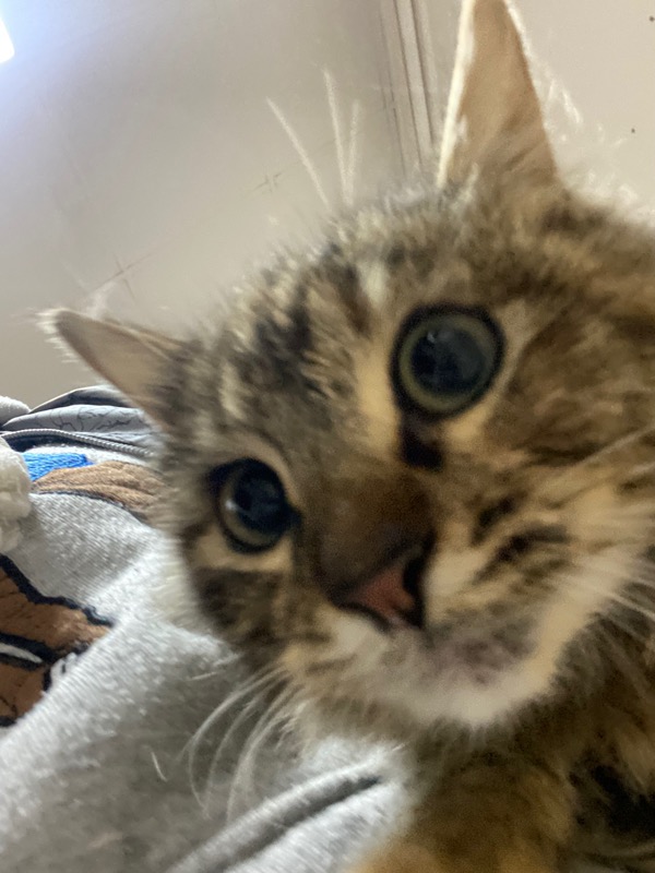 RM77🇩🇿 (@r1mi05) is LIVE - TikTok LIVE