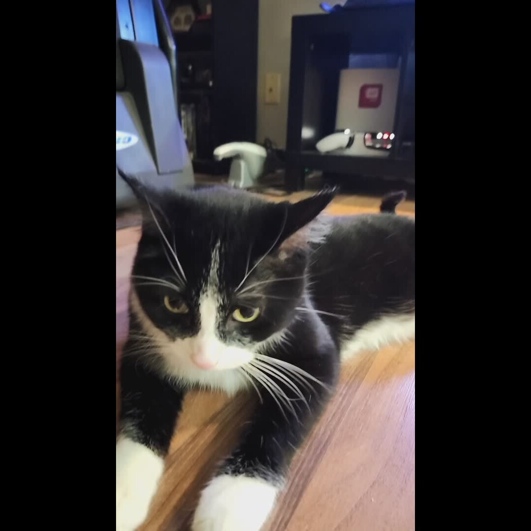 The Bullet Cat (@the.bullet.cat) is LIVE - TikTok LIVE